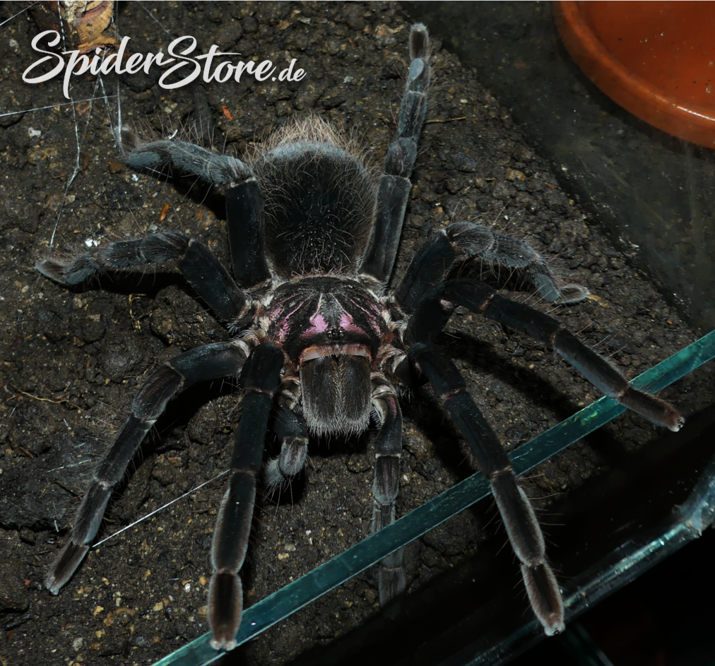 Xenesthis sp. tenebris