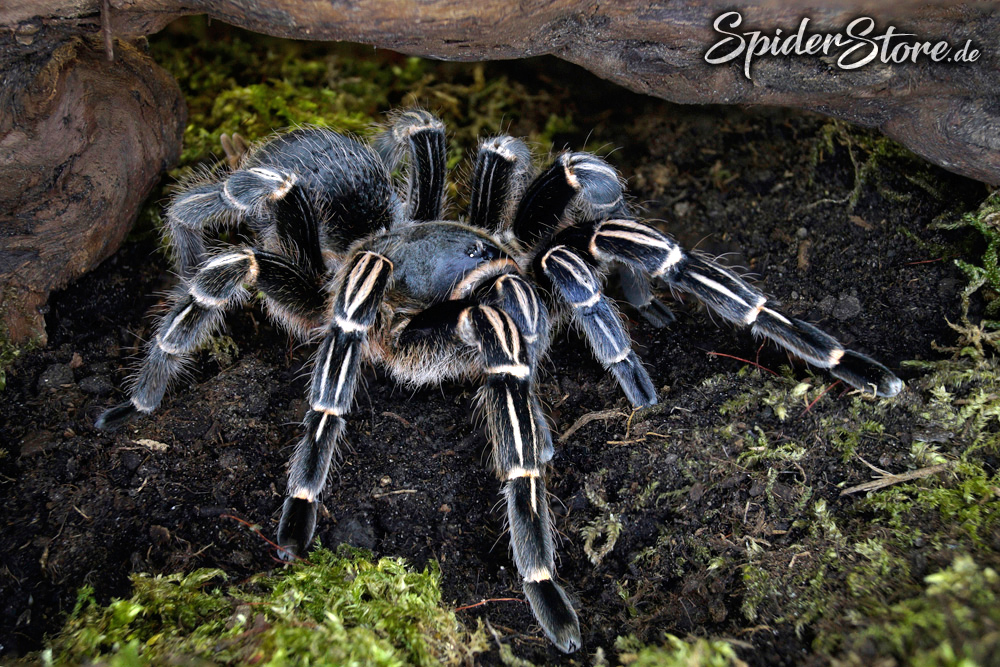 Aphonopelma seemanni