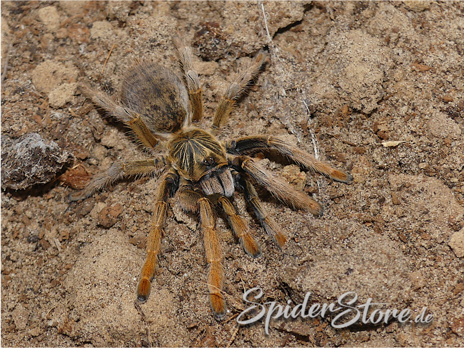 Augacephalus breyeri