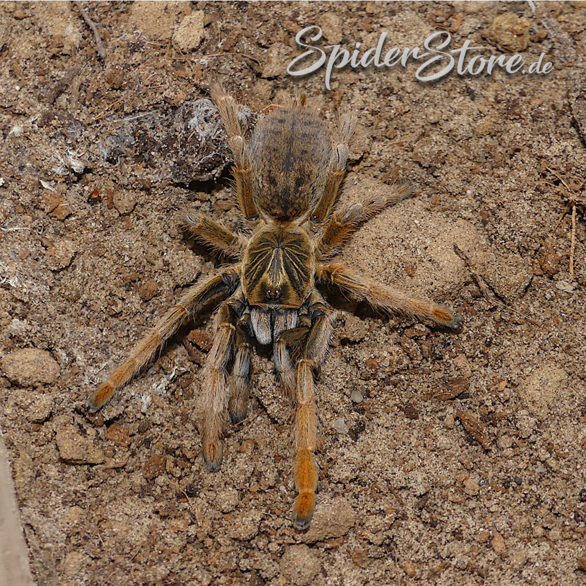 Augacephalus breyeri